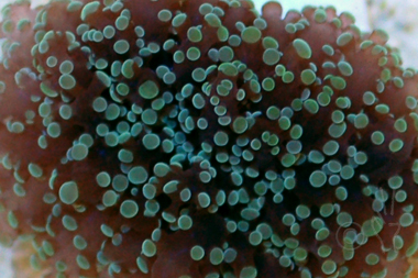 Aussie Green Wall Frogspawn Coral - Mounted - Euphyllia divisa